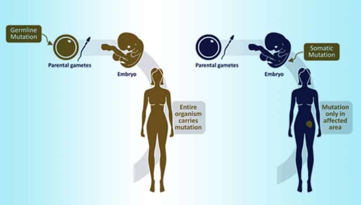 Germline Vs Somatic Brca Mutation Positive Bioscience